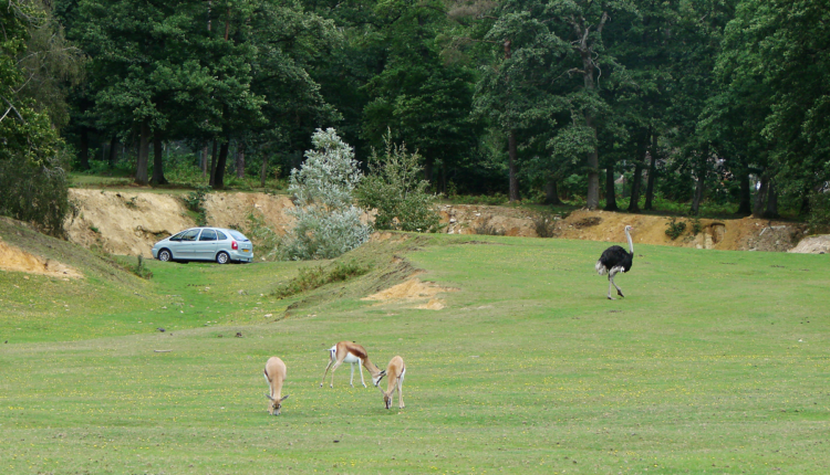 Le parc de Thoiry va rouvrir son safari
