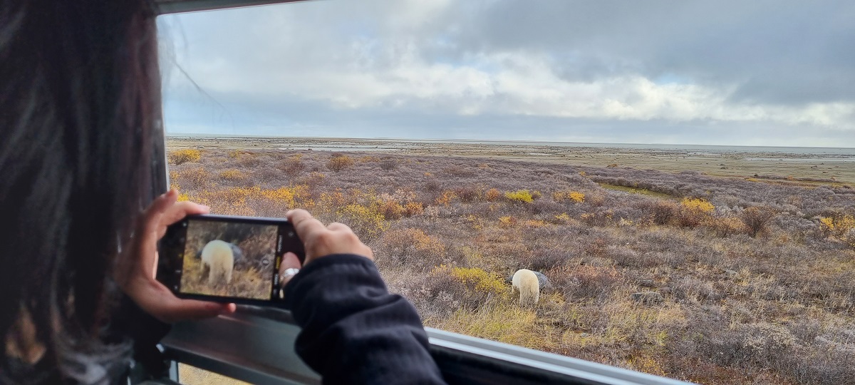 Canada : on a testé un safari à la rencontre des ours polaires