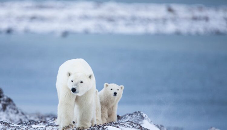Après un bilan 2025 solide, Sandaya prépare une nouvelle phase d’expansion