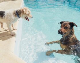 "La croissance est deux à trois fois plus forte dans le segment du luxe ...
